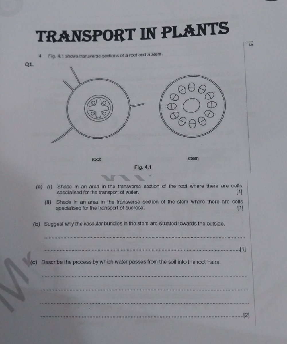 Q1. Fig. 4.1 shows transverse sections of a root and a stem. (a) (i) Sha..