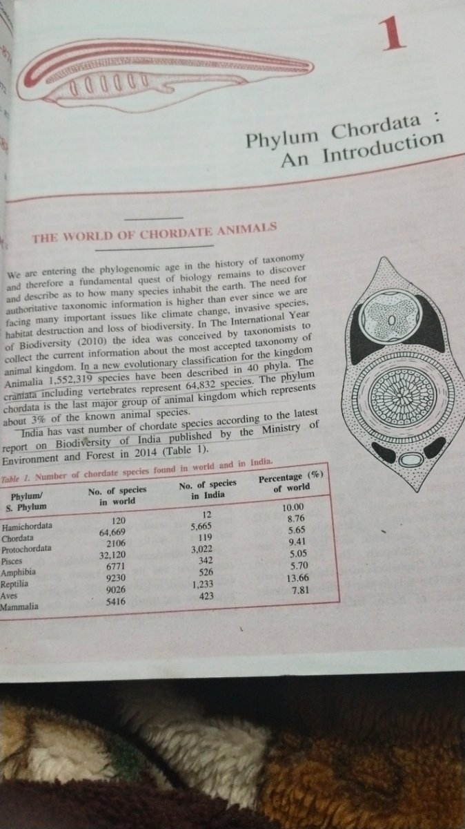 The provided text is an introduction to "Phylum Chordata" and discusses t..