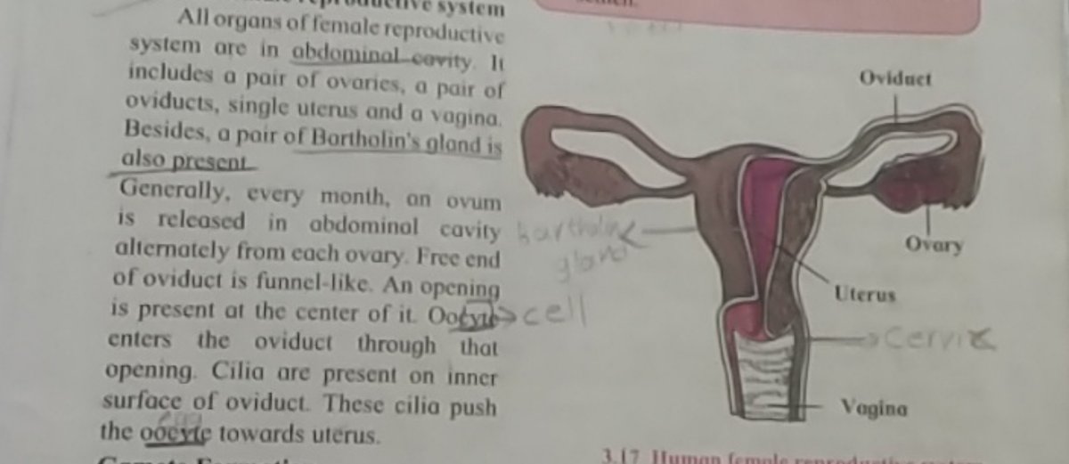 All organs of female reproductive system are in abdominal cavity. It incl..