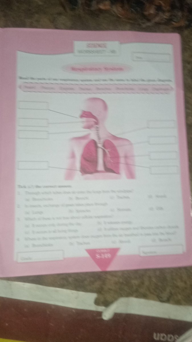 Science Worksheet - Respiratory System Read the parts of our respiratory..