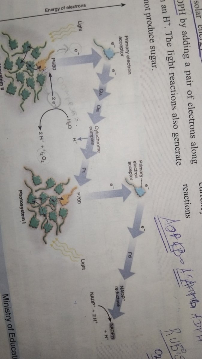 The provided image shows a diagram related to photosynthesis, specificall..