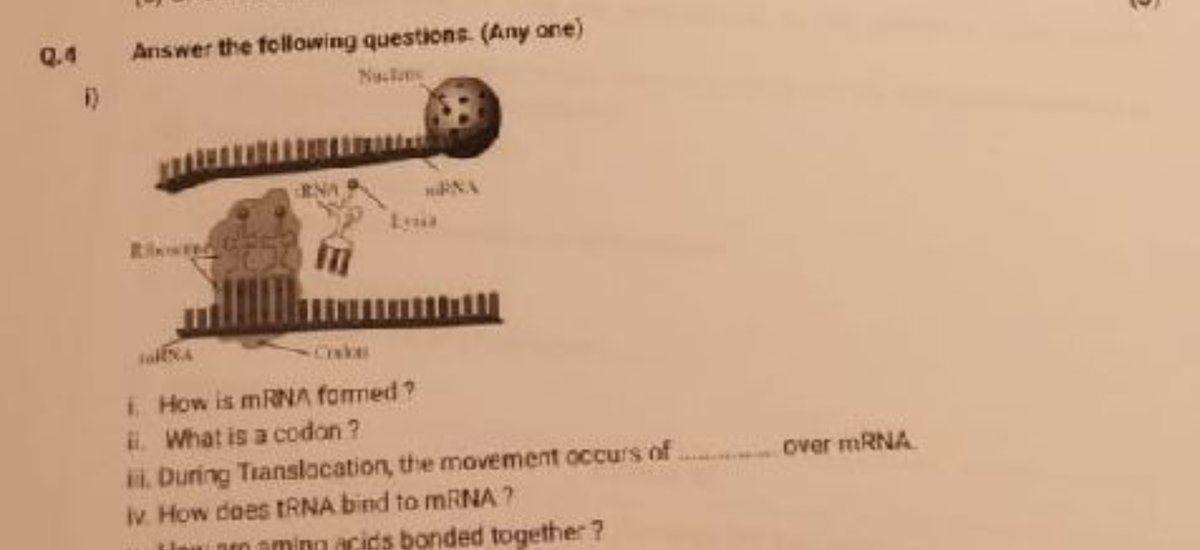 Q.4 Answer the following questions. (Any one) i. How is mRNA formed? ii...