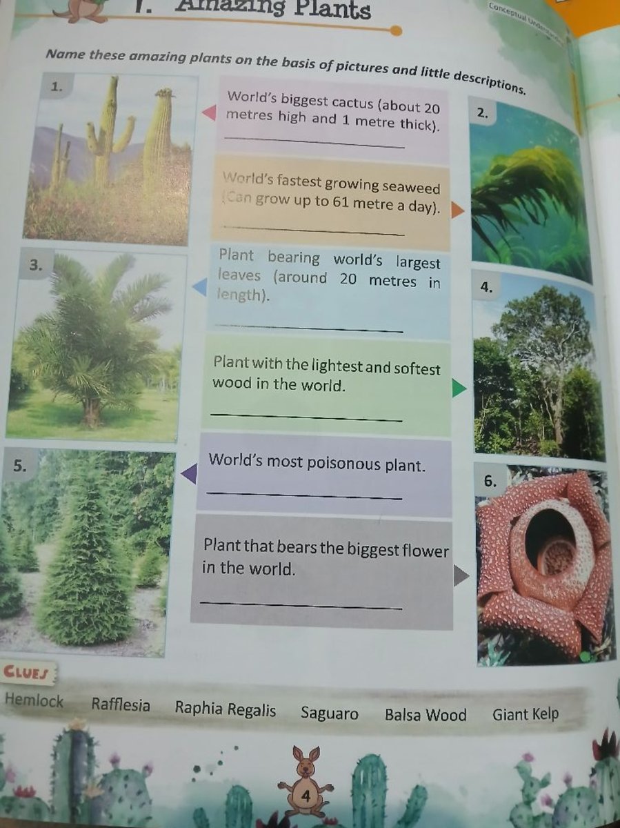 Name these amazing plants on the basis of pictures and little description..