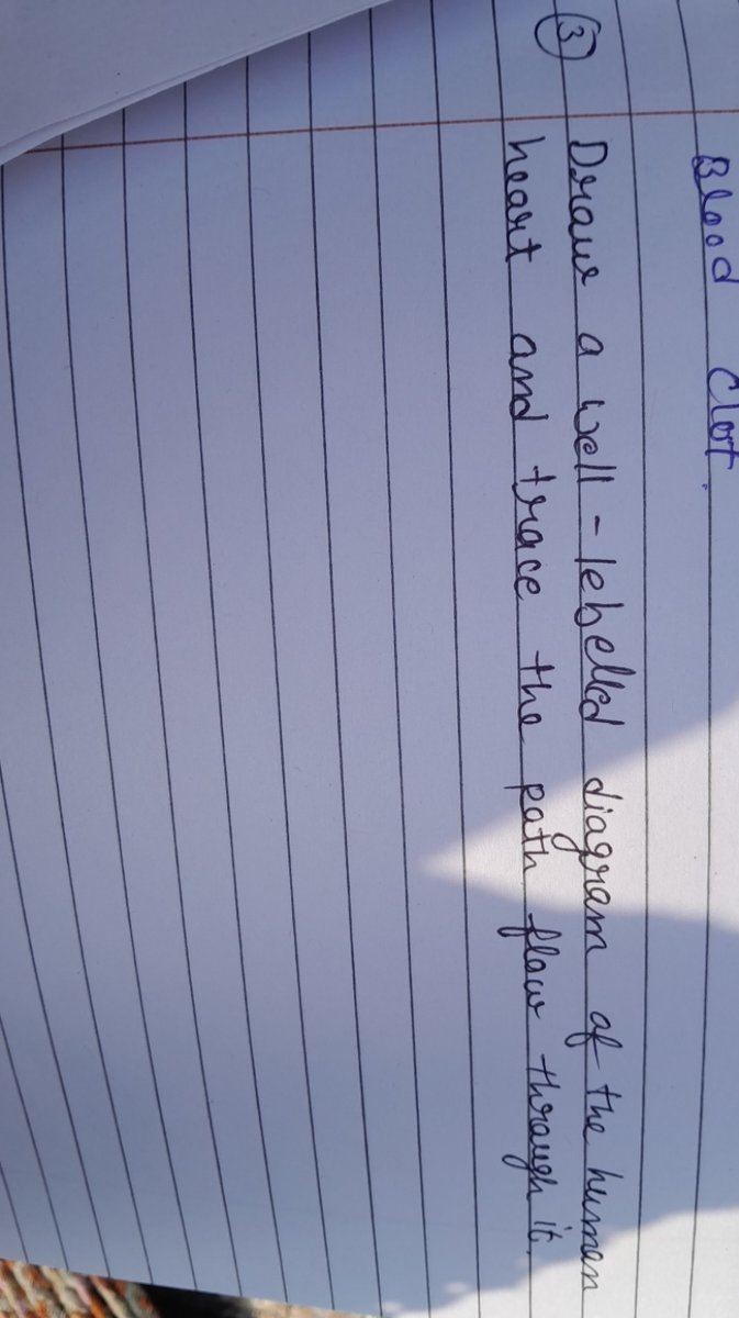 Draw a well-labelled diagram of the human heart and trace the path of blo..