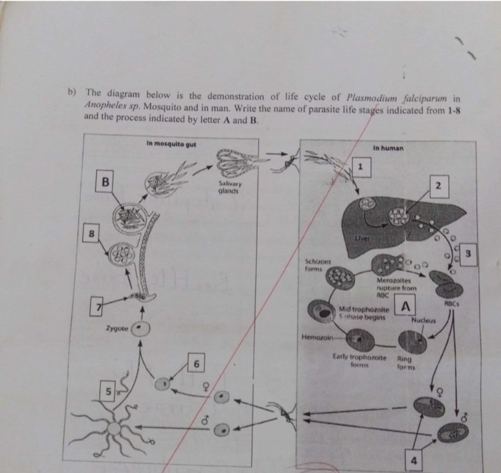The diagram below is the demonstration of the life cycle of Plasmodium fa..