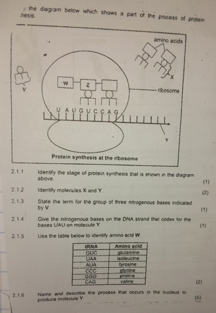 Here is a diagram showing a part of the process of protein synthesis at t..