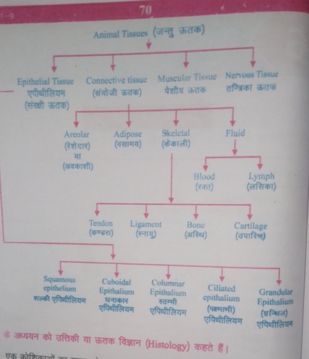The image shows a diagram classifying animal tissues. Based on this diagr..