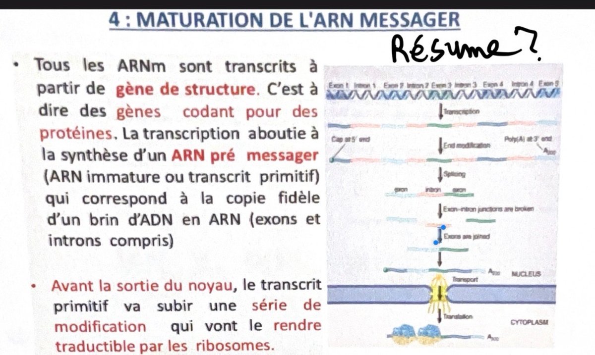 4: MATURATION DE L'ARN MESSAGER Résumé? . Tous les ARNm sont transcrits..