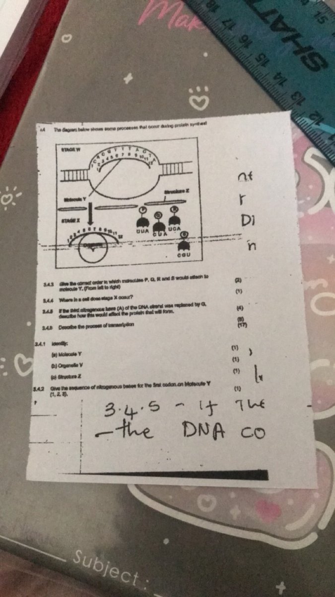 The diagram below shows some processes that occur during protein synthesi..