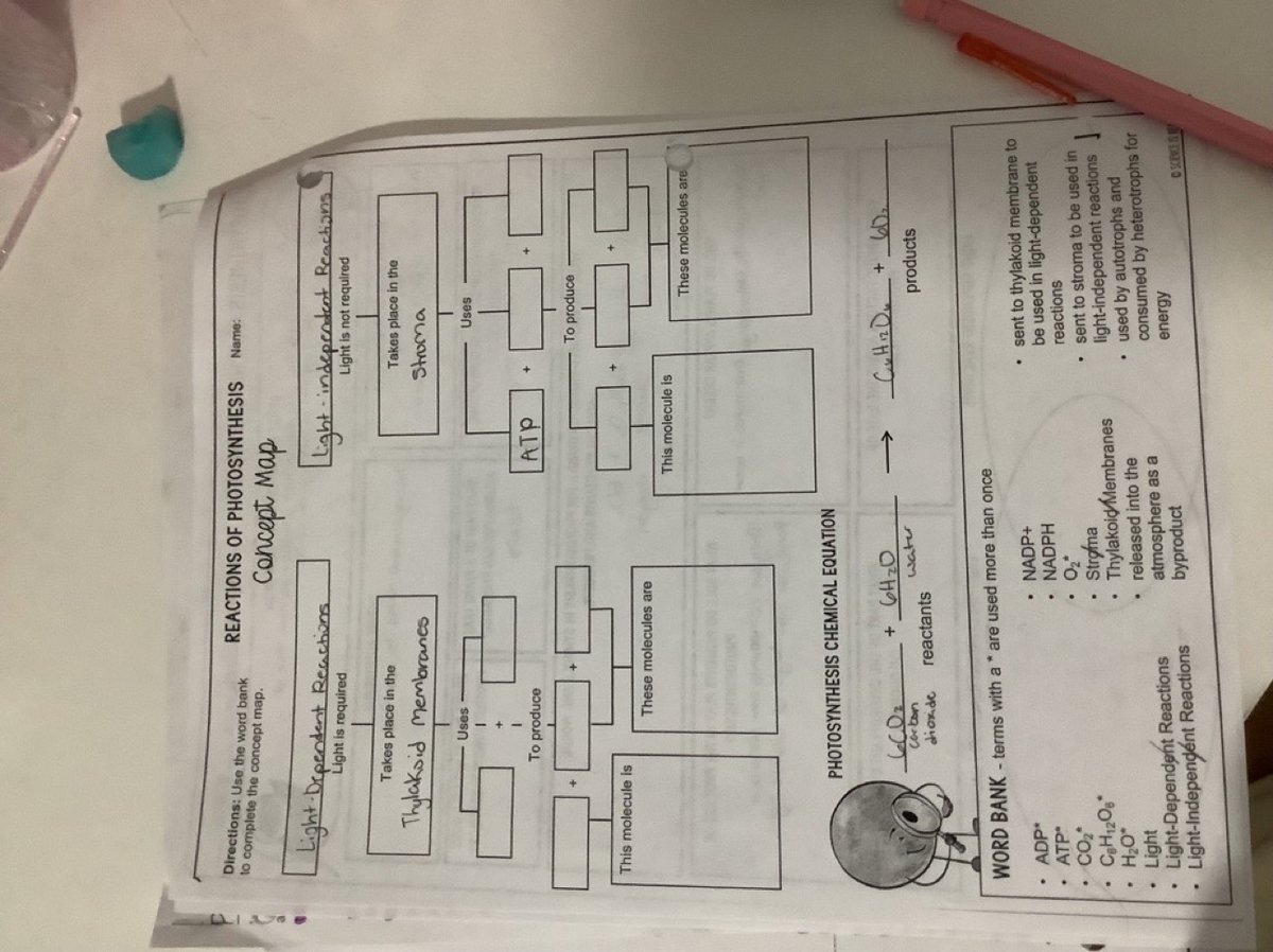 Directions: Use the word bank to complete the concept map on the reaction..