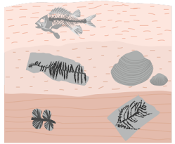 Fossils can tell us how an area has changed over time. By analyzing the f..