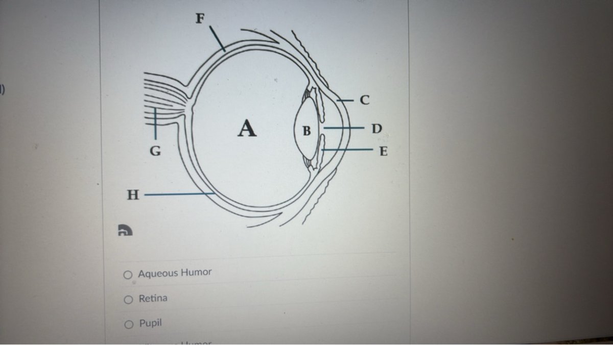 The image shows a diagram of the human eye with various parts labeled A t..