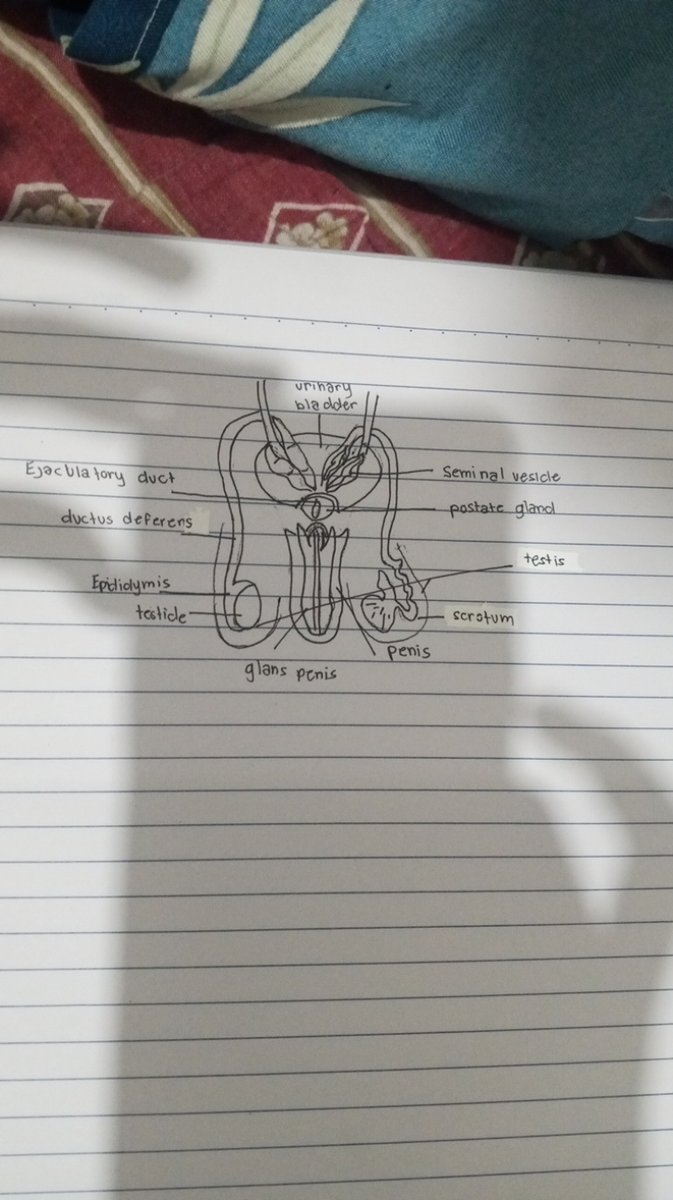 The provided image contains a diagram of the male reproductive system wit..