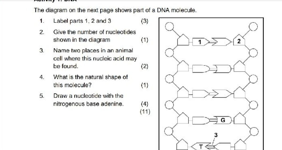 The diagram on the next page shows part of a DNA molecule. Label parts 1..
