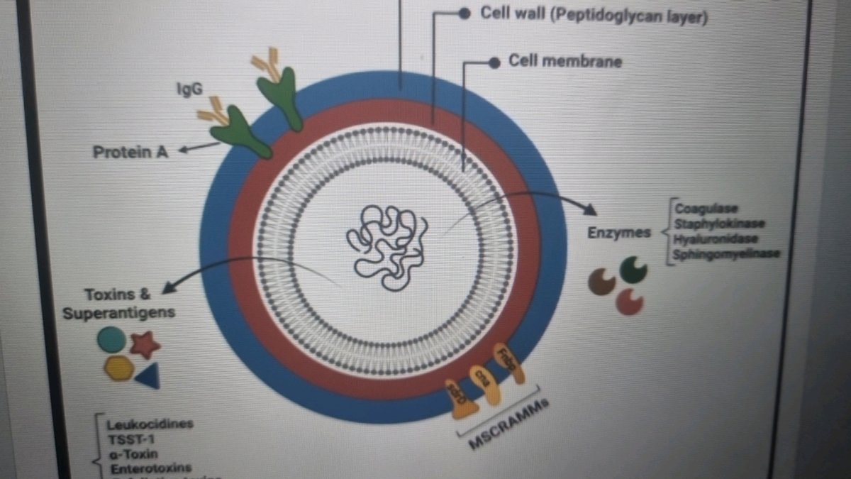The provided image displays a diagram of a bacterial cell, highlighting v..