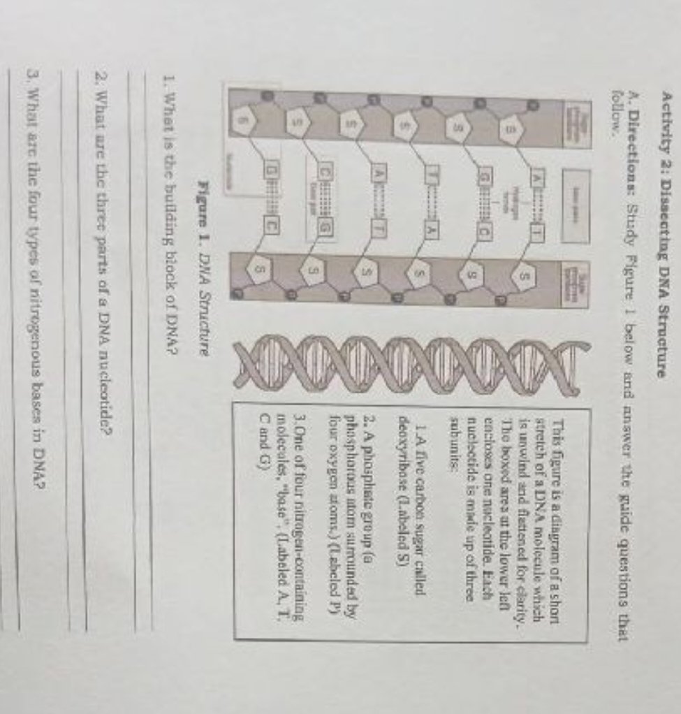 Activity 2: Dissecting DNA Structure A. Directions: Study Figure 1 below
