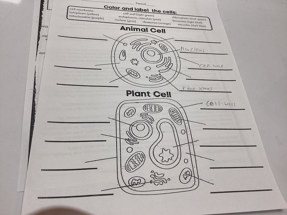 Color and label the cells: Animal Cell Plant Cell Labels to use: cell