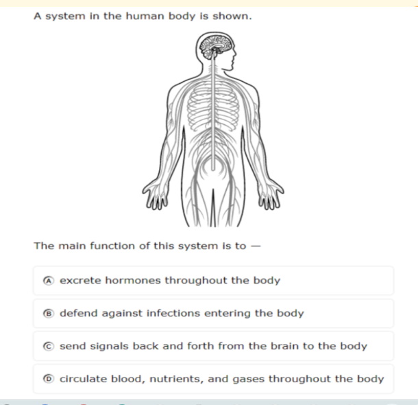 A system in the human body is shown. [Diagram of the human nervous syste..