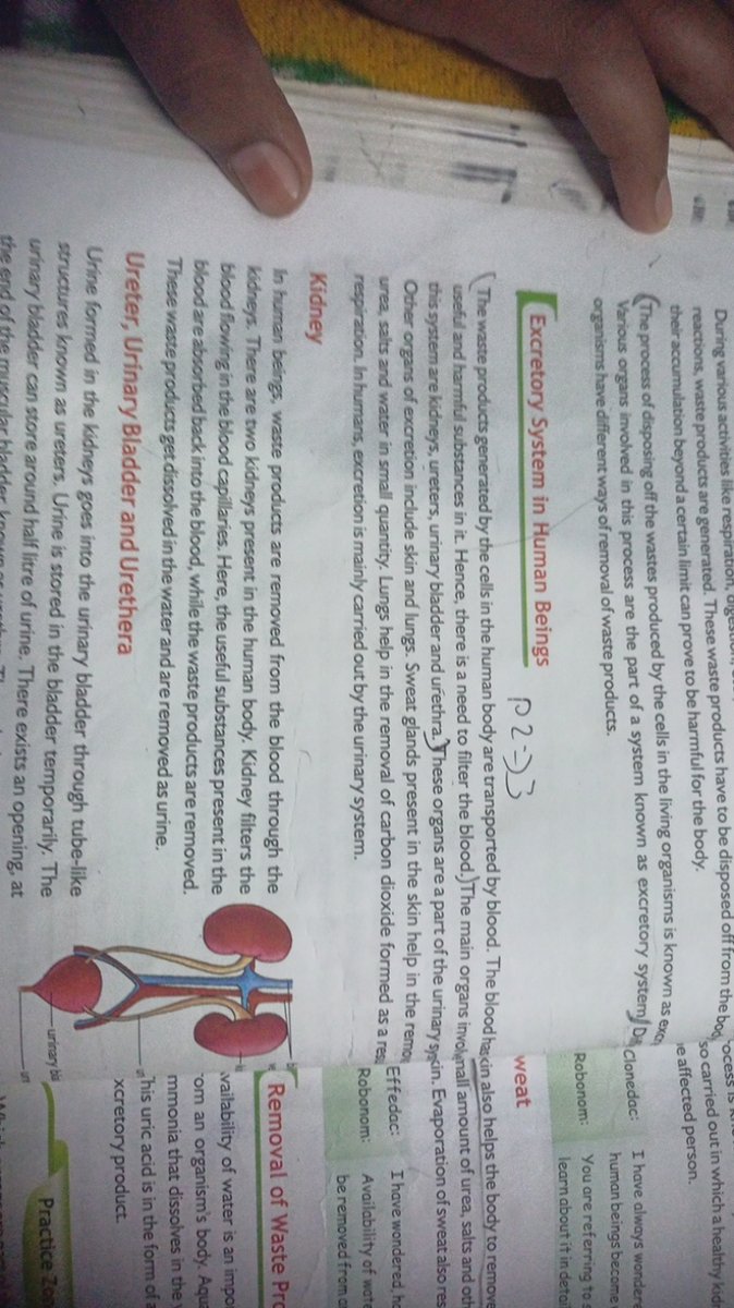 The provided text describes the excretory system in human beings, focusin..
