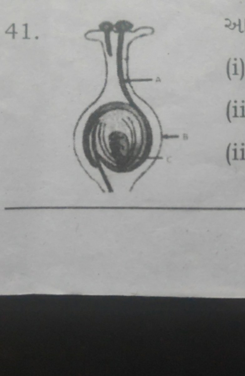 The image shows a diagram of a flower's reproductive parts. Identify the