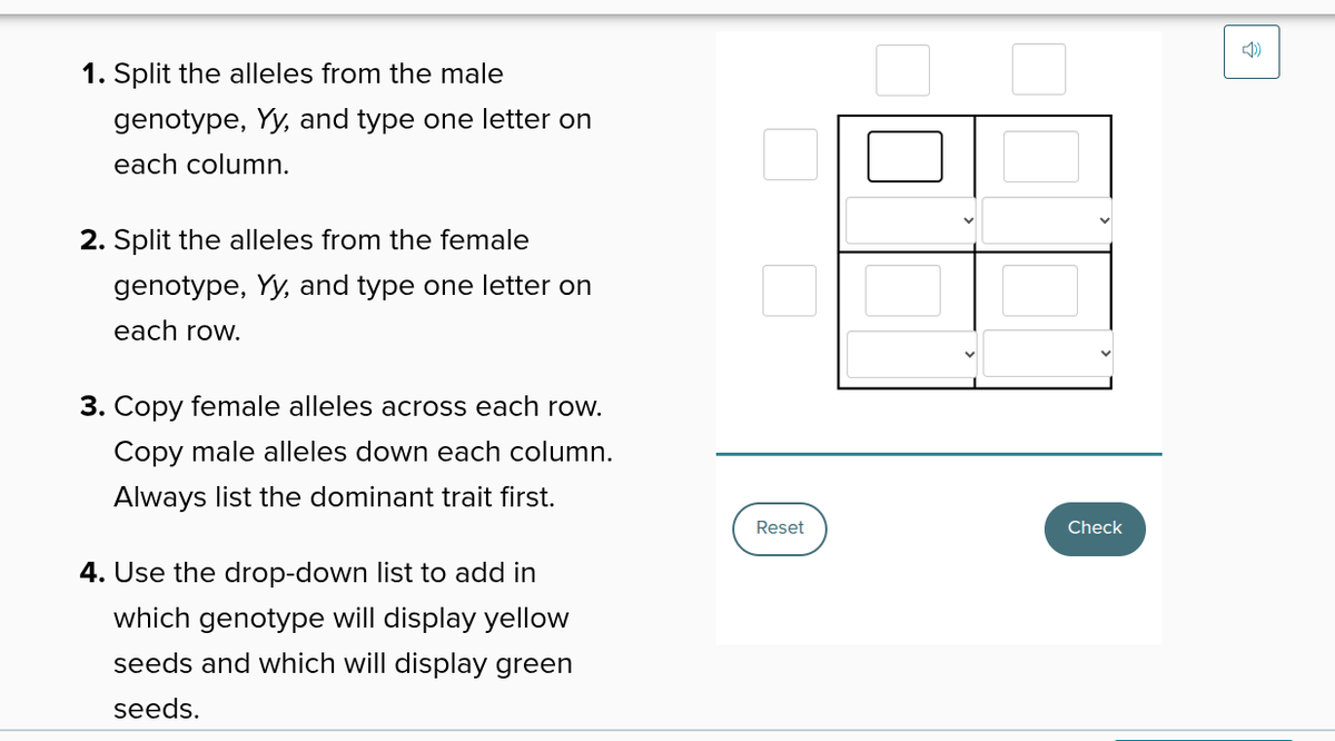 Split the alleles from the male genotype, Yy, and type one letter on each..
