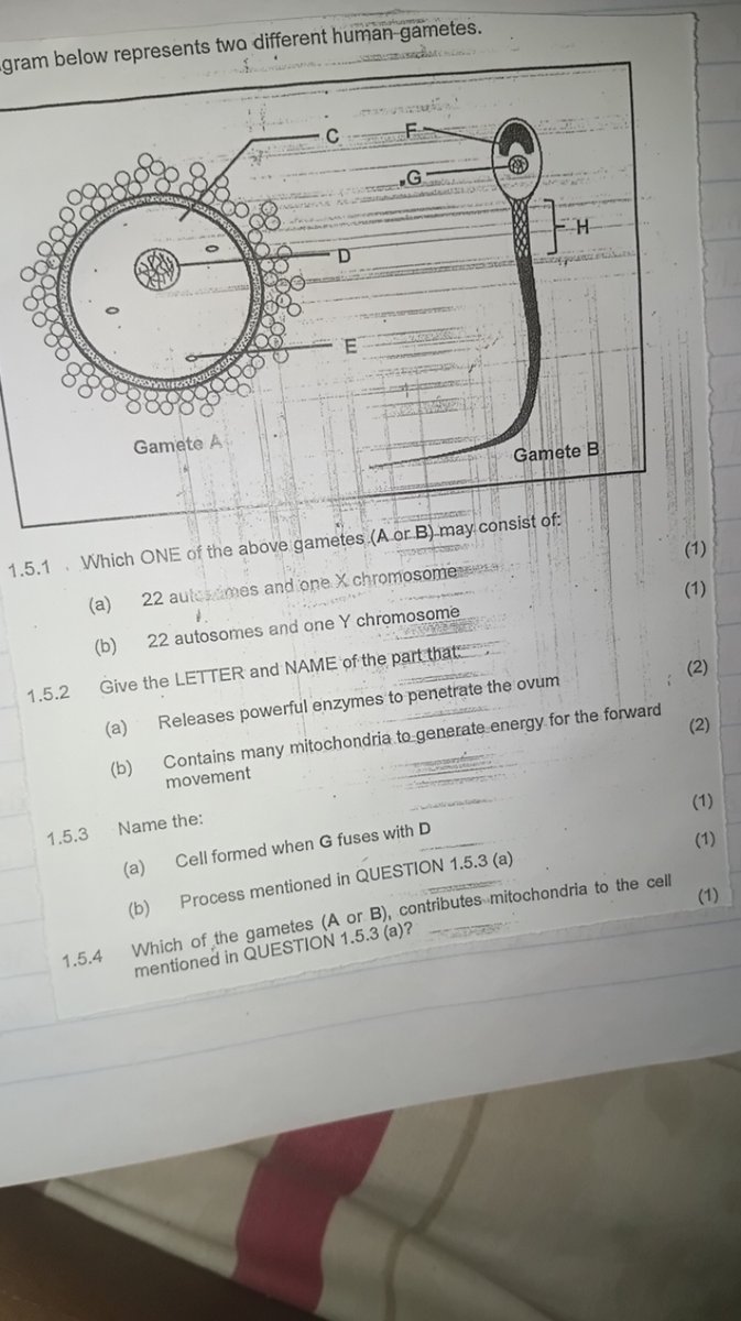 The diagram below represents two different human gametes. Gamete A (Oocy..