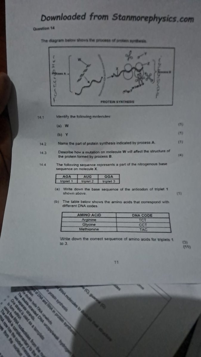 Question 14 The diagram below shows the process of protein synthesis. [D..