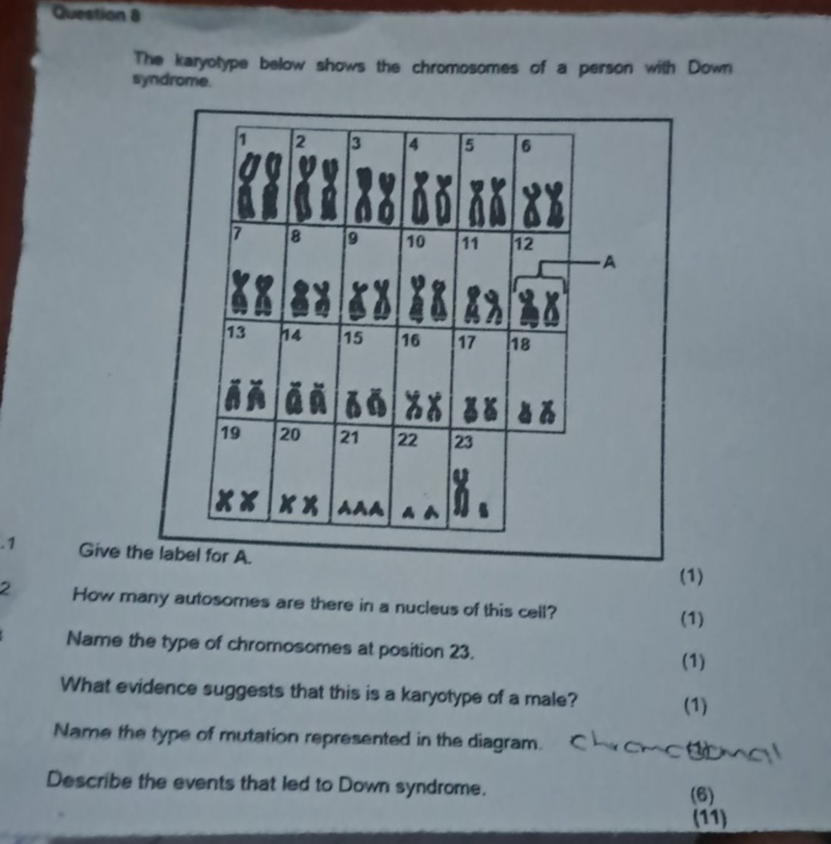 The karyotype below shows the chromosomes of a person with Down syndrome...