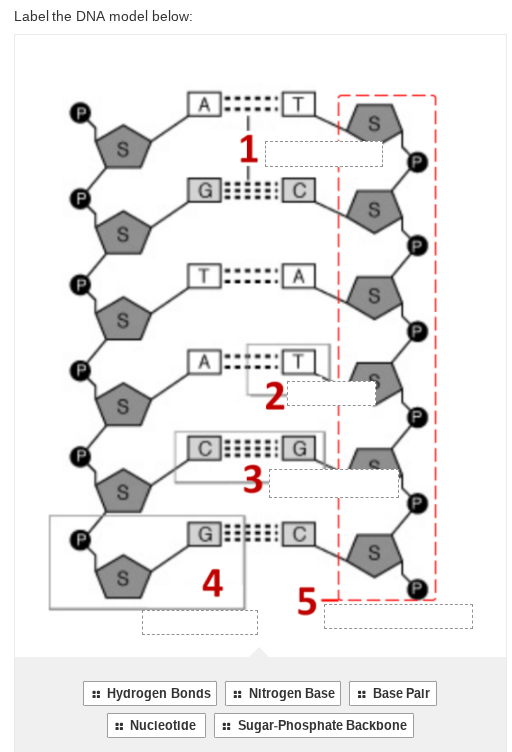 Label the DNA model below: [Image of a DNA model with numbered blanks an..