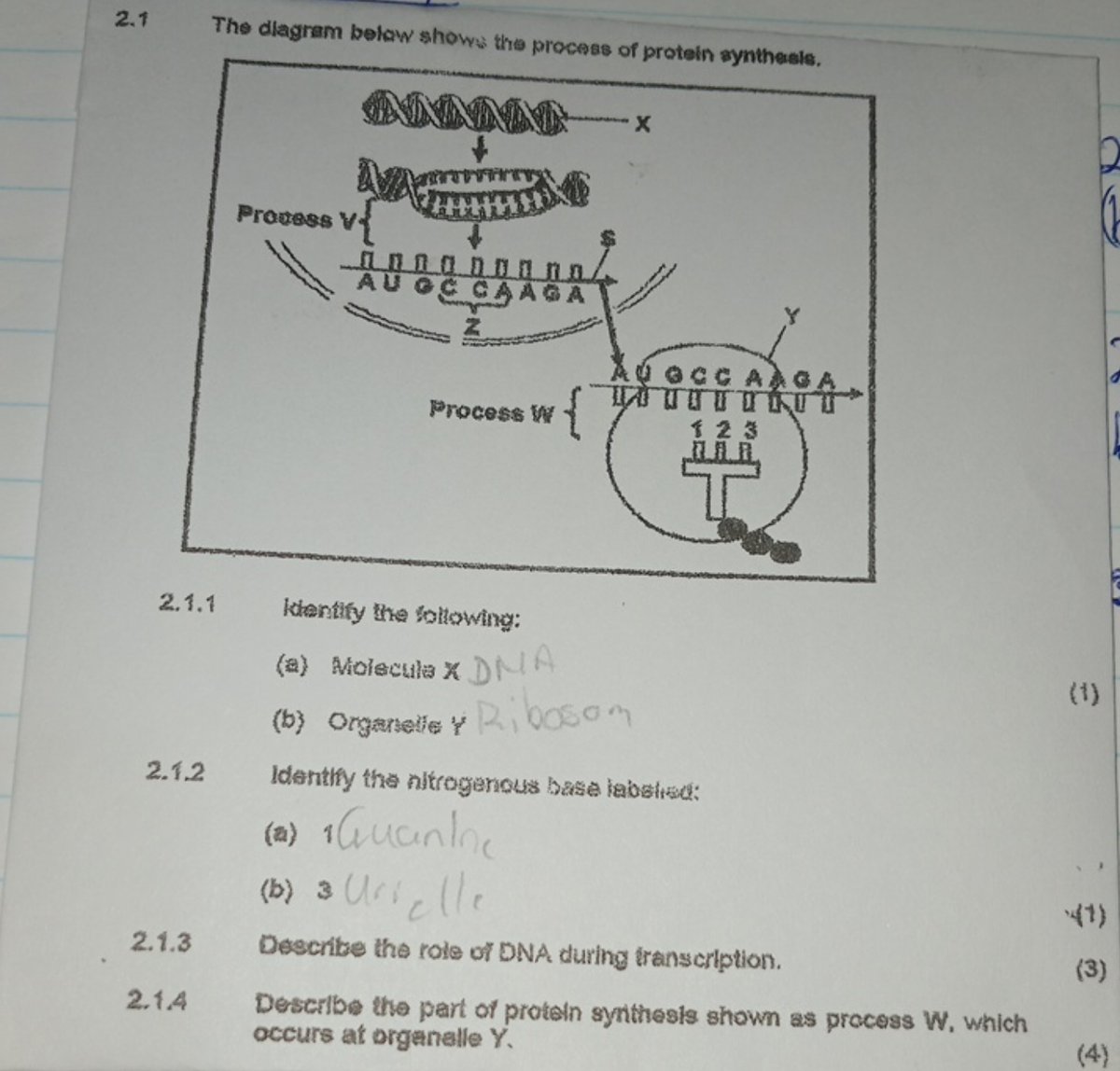 2.1 The diagram below shows the process of protein synthesis. [Diagram s..