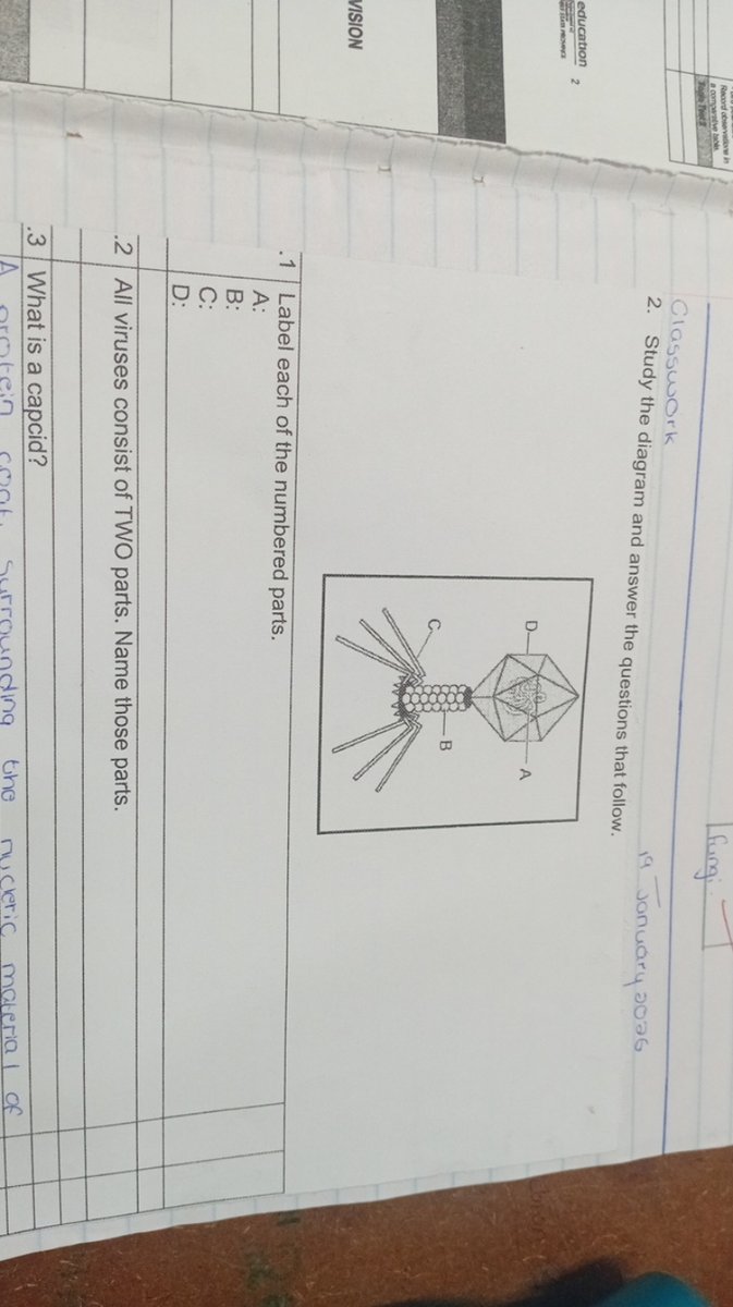 Classwork Study the diagram and answer the questions that follow. Label