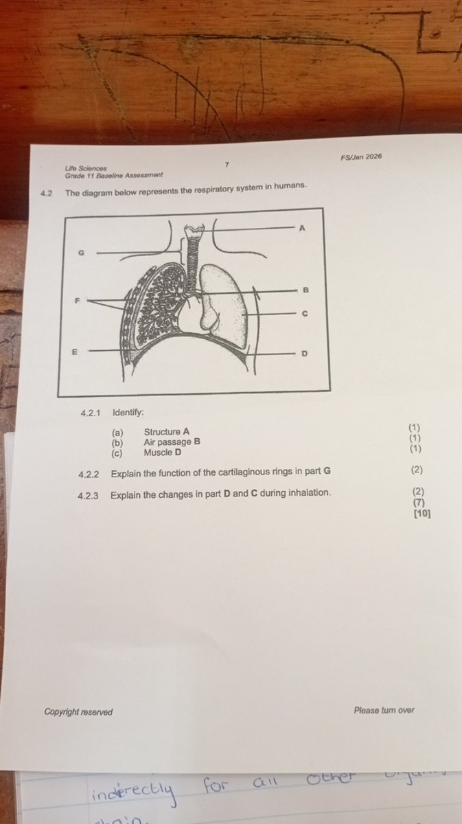 4.2 The diagram below represents the respiratory system in humans. 4.2.1..