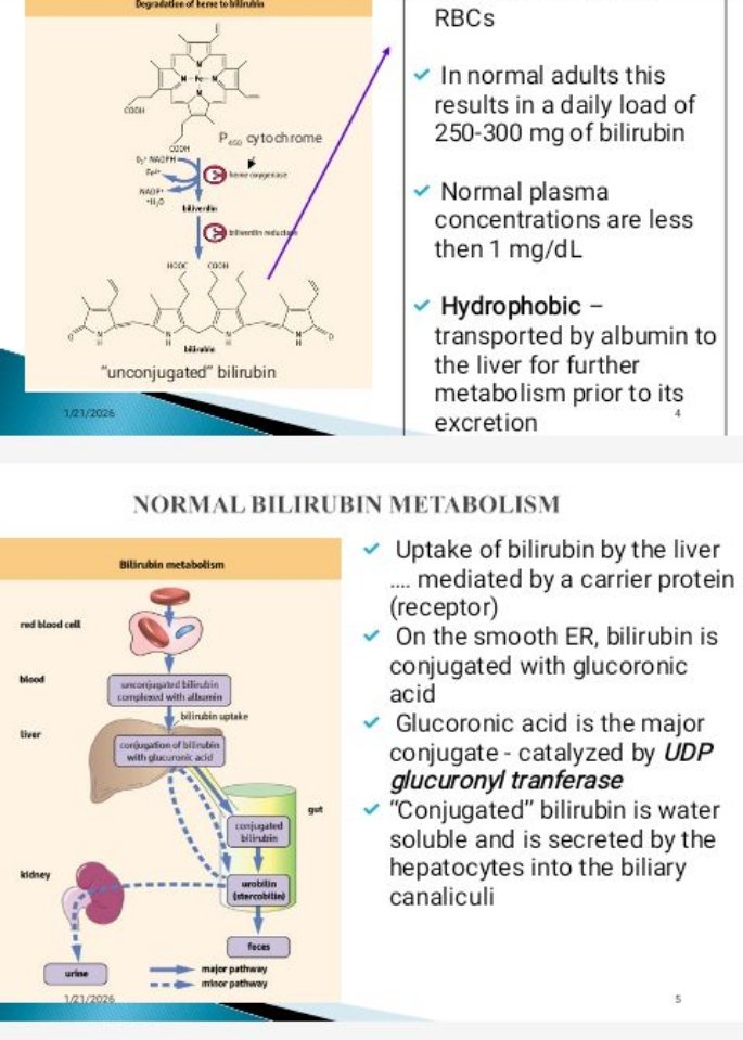 The provided image describes the normal bilirubin metabolism. It includes..
