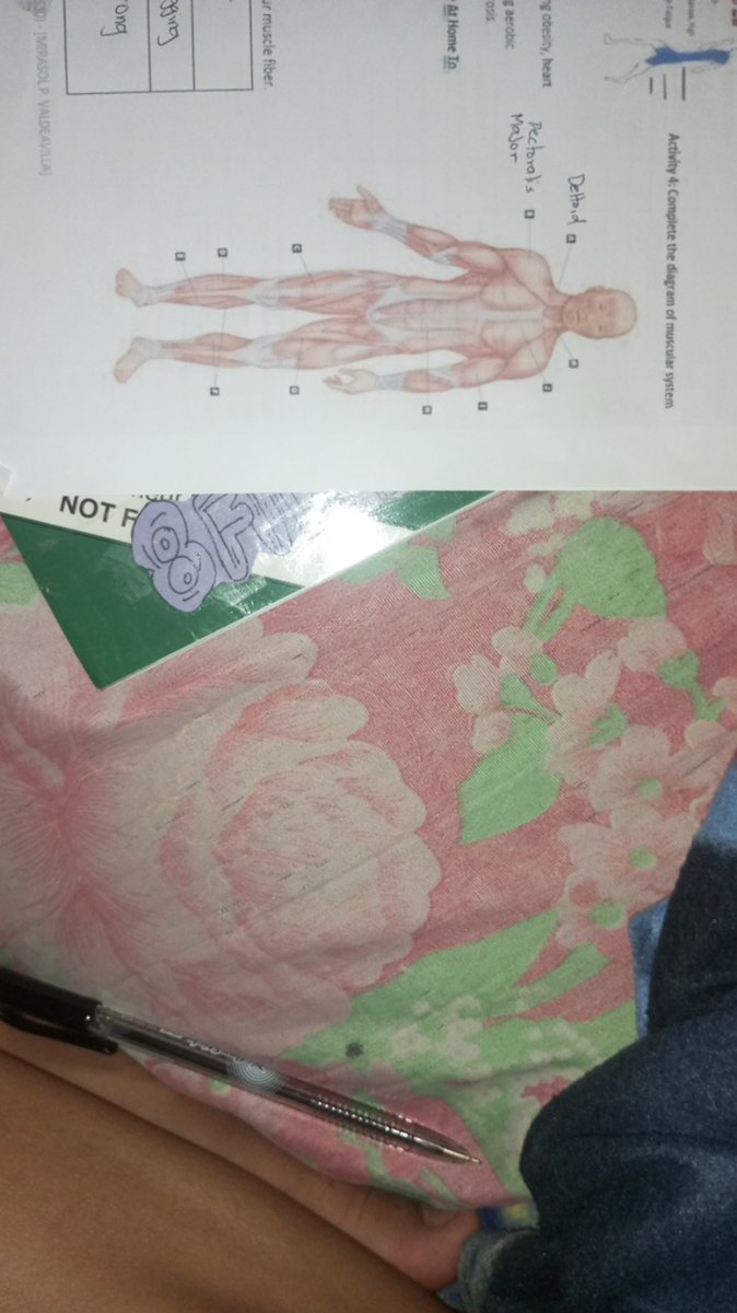 Activity 4: Complete the diagram of the muscular system. (The image show..