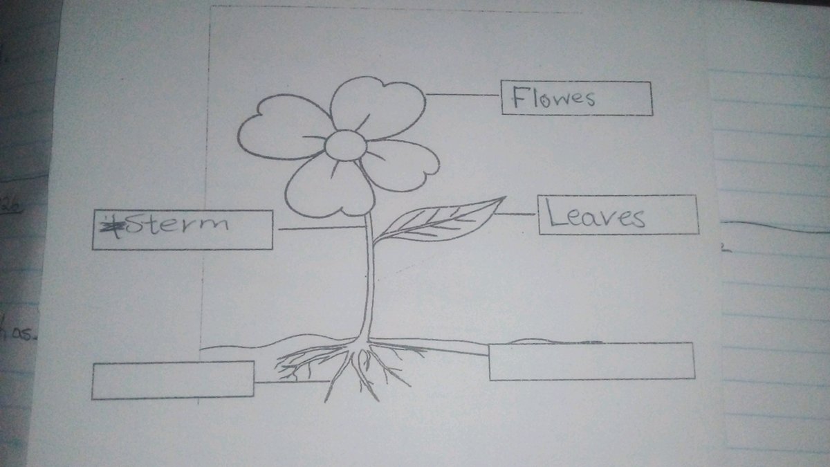 The image shows a diagram of a plant with some parts labeled and some bla..