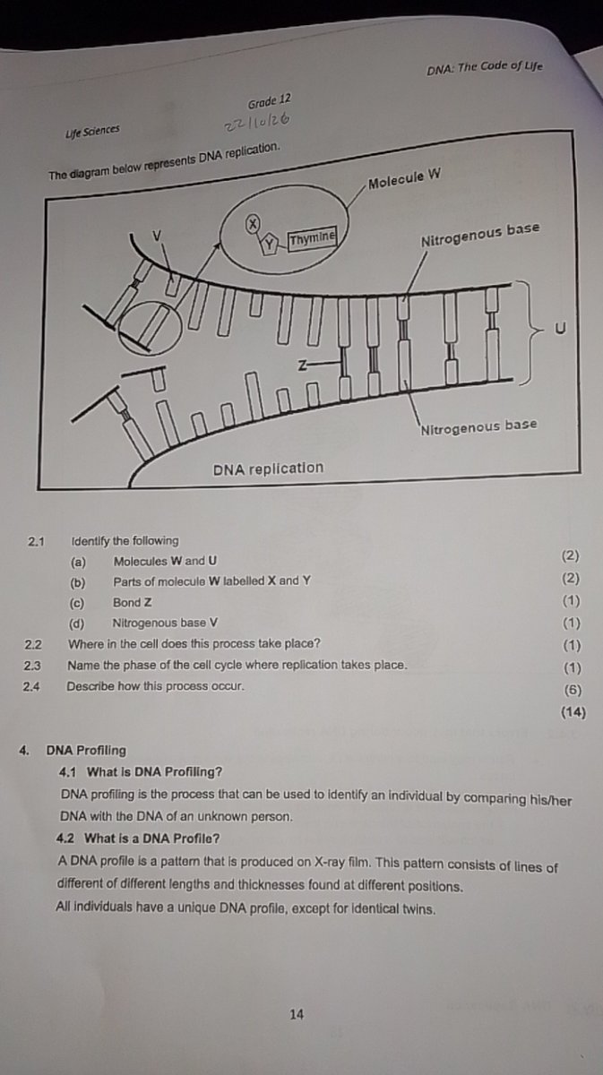 The diagram below represents DNA replication. 2.1 Identify the following..