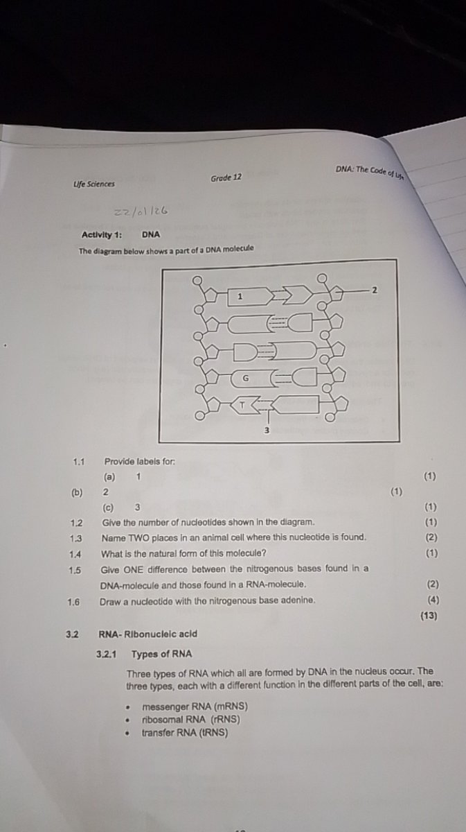 Activity 1: DNA The diagram below shows a part of a DNA molecule. DNA mo..