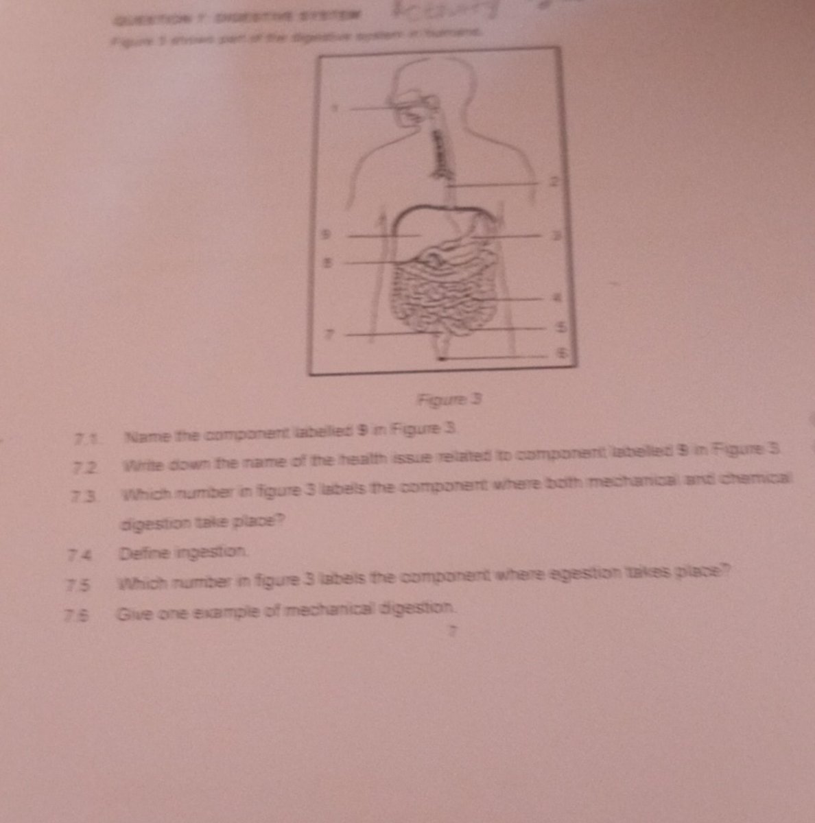 QUESTION 1: DIGESTIVE SYSTEM Figure 3 shows part of the digestive system