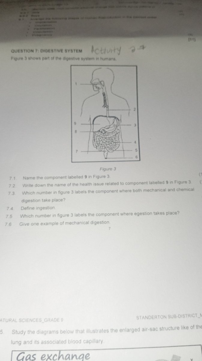 QUESTION 7: DIGESTIVE SYSTEM Figure 3 shows part of the digestive system