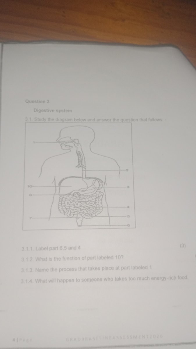 Question 3 Digestive system 3.1. Study the diagram below and answer the q..