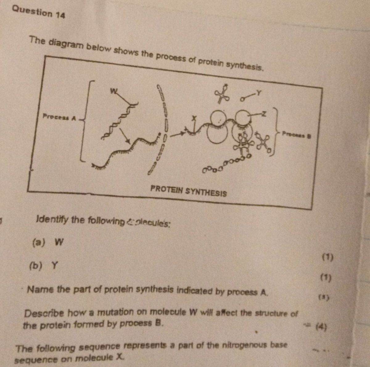 Question 14 The diagram below shows the process of protein synthesis.