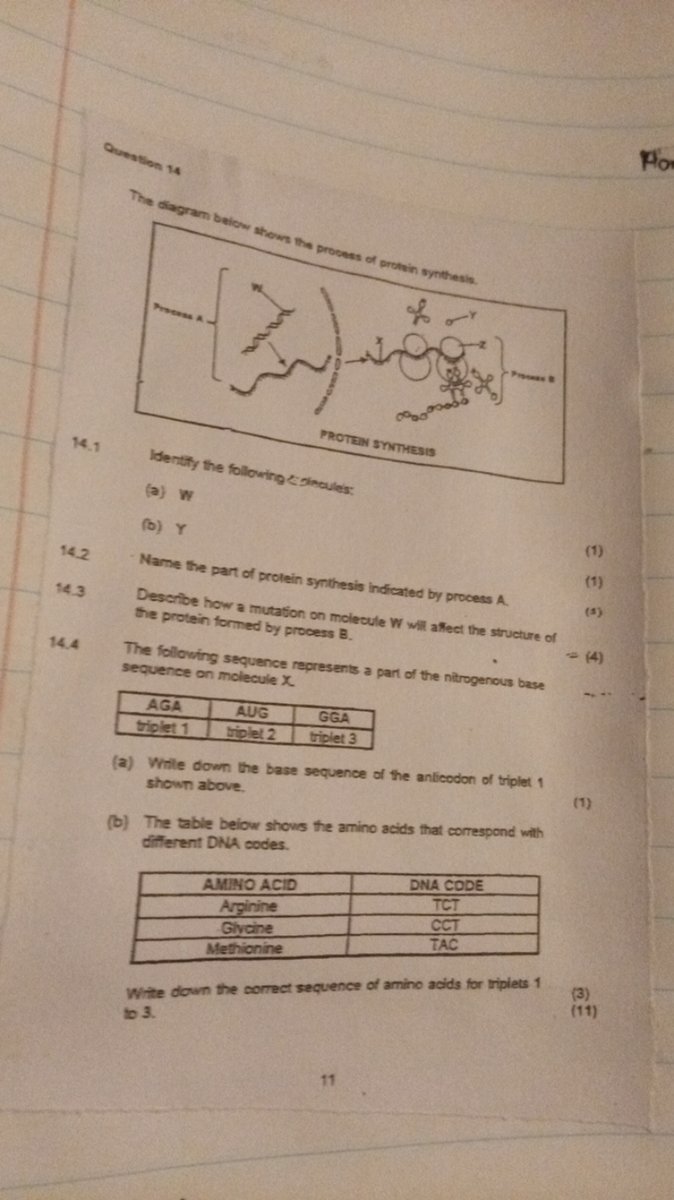 Question 14 The diagram below shows the process of protein synthesis. 1..