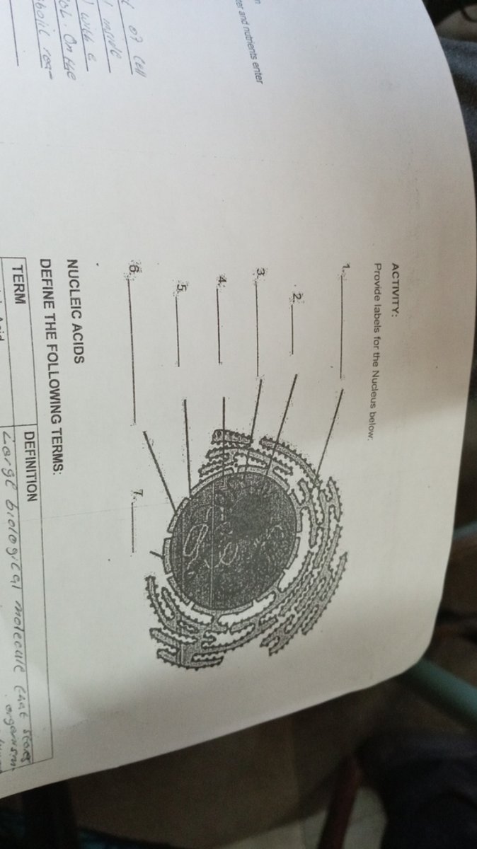 ACTIVITY: Provide labels for the Nucleus below: [Diagram of a cell nucle..