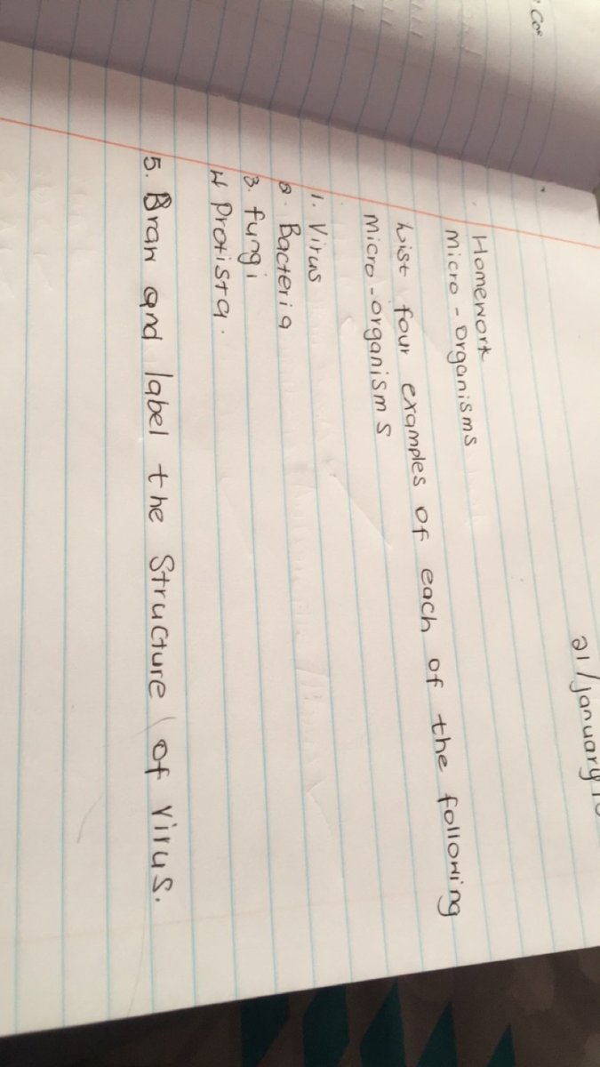 Homework Micro-Organisms List four examples of each of the following Mic..