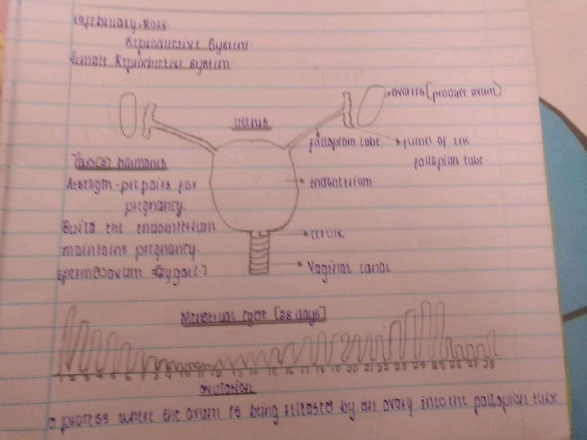 The provided image contains notes and diagrams related to the female repr..