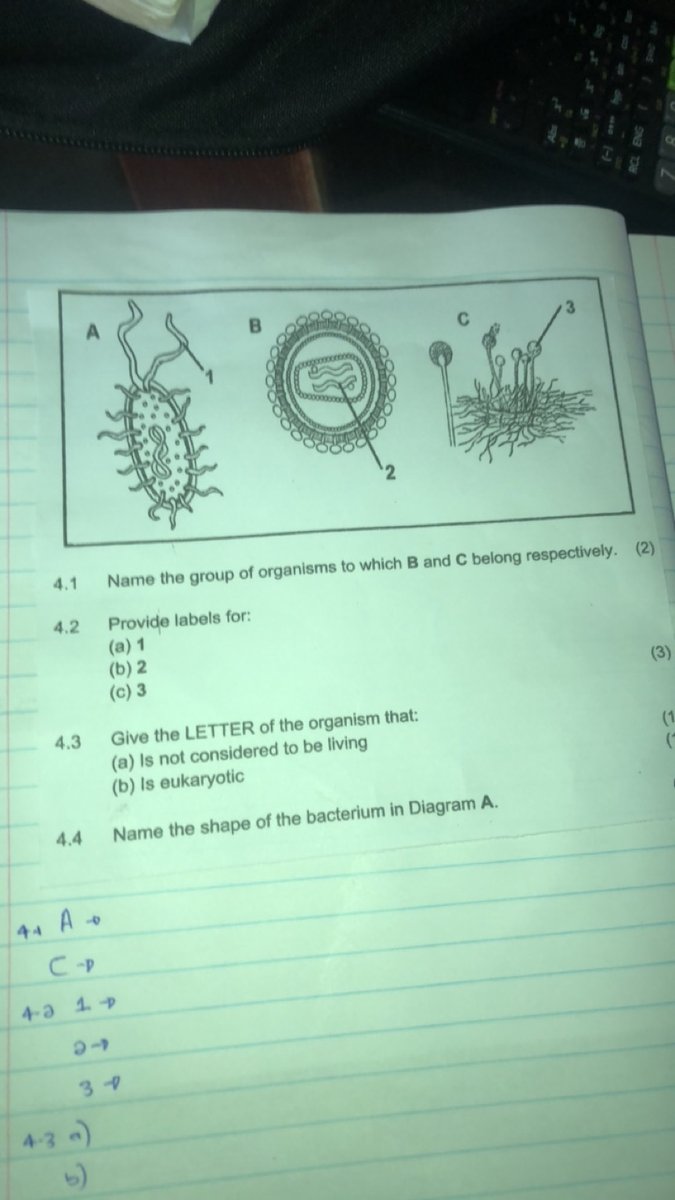Here is a diagram showing three different organisms labeled A, B, and C.