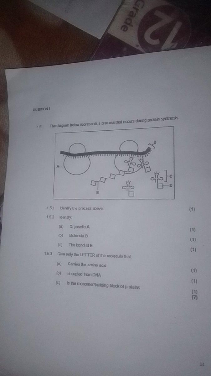 QUESTION 4 1.5 The diagram below represents a process that occurs during..