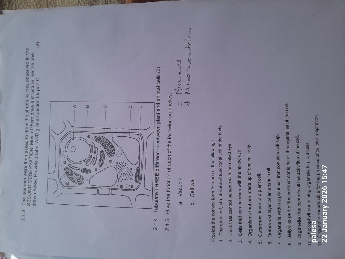 2.1.3 The learners were then asked to draw the structure they observed in..