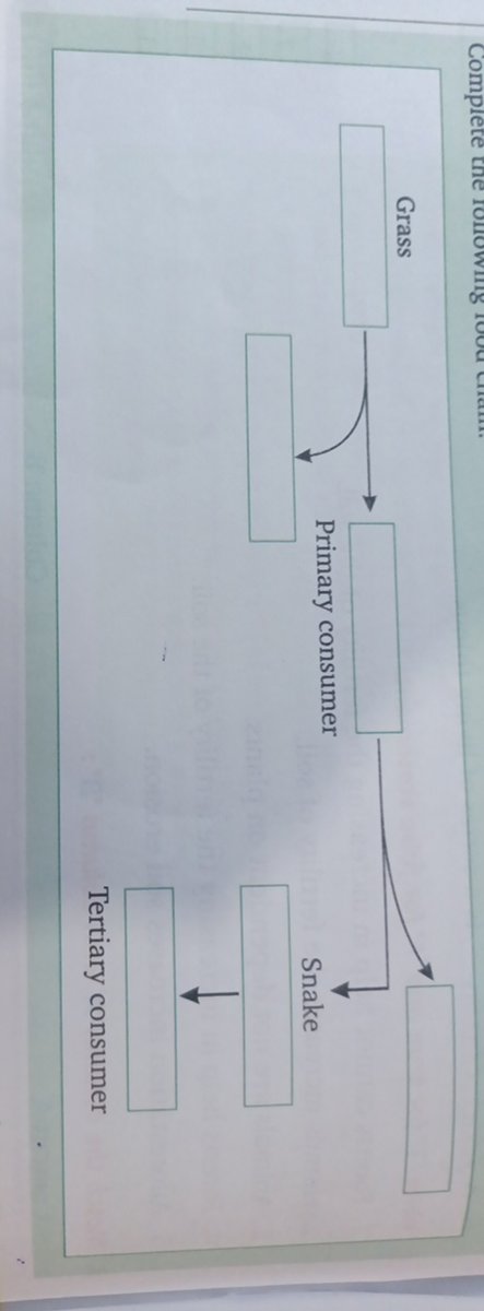 Complete the following food chain: [Diagram showing a food chain with bl..