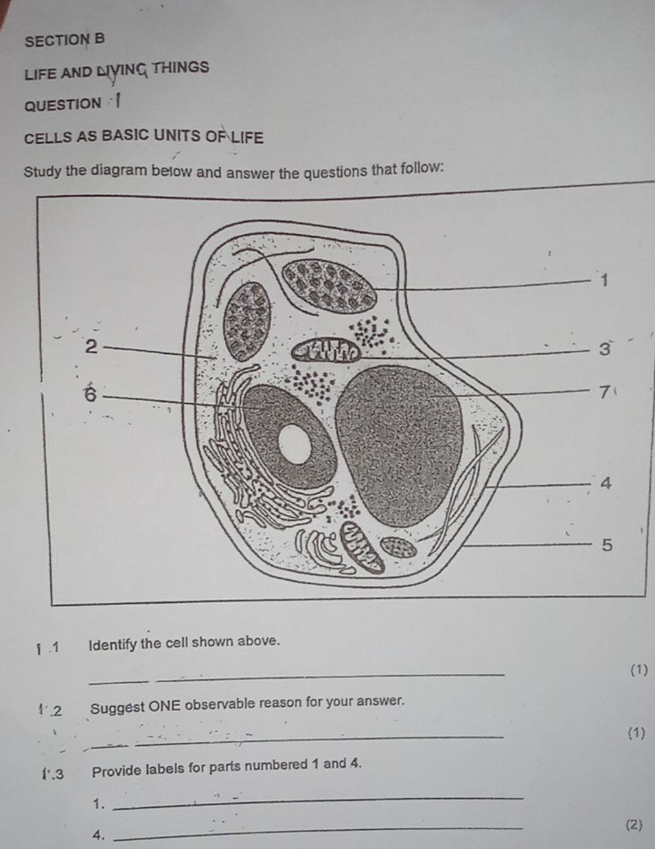 SECTION B LIFE AND LIVING THINGS QUESTION 1 CELLS AS BASIC UNITS OF LIFE